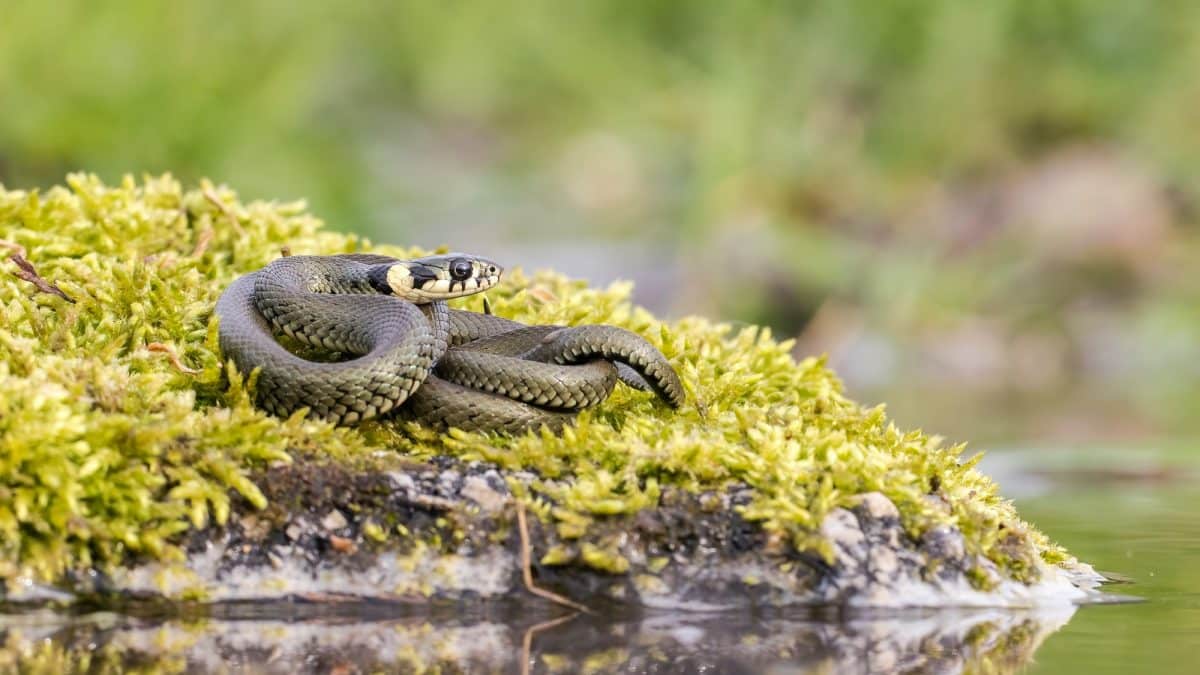 Come riconoscere una vipera - guida completa