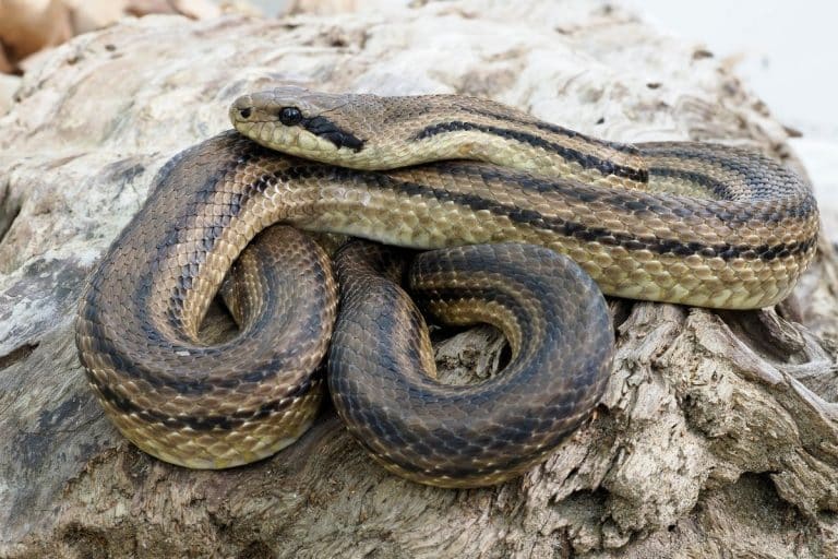 Serpente Cervone: tutto su questo affascinante rettile italiano ...